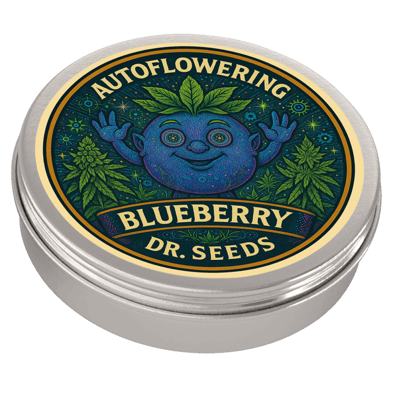 Buy Blueberry Autoflowering Seeds | Dr. Seeds